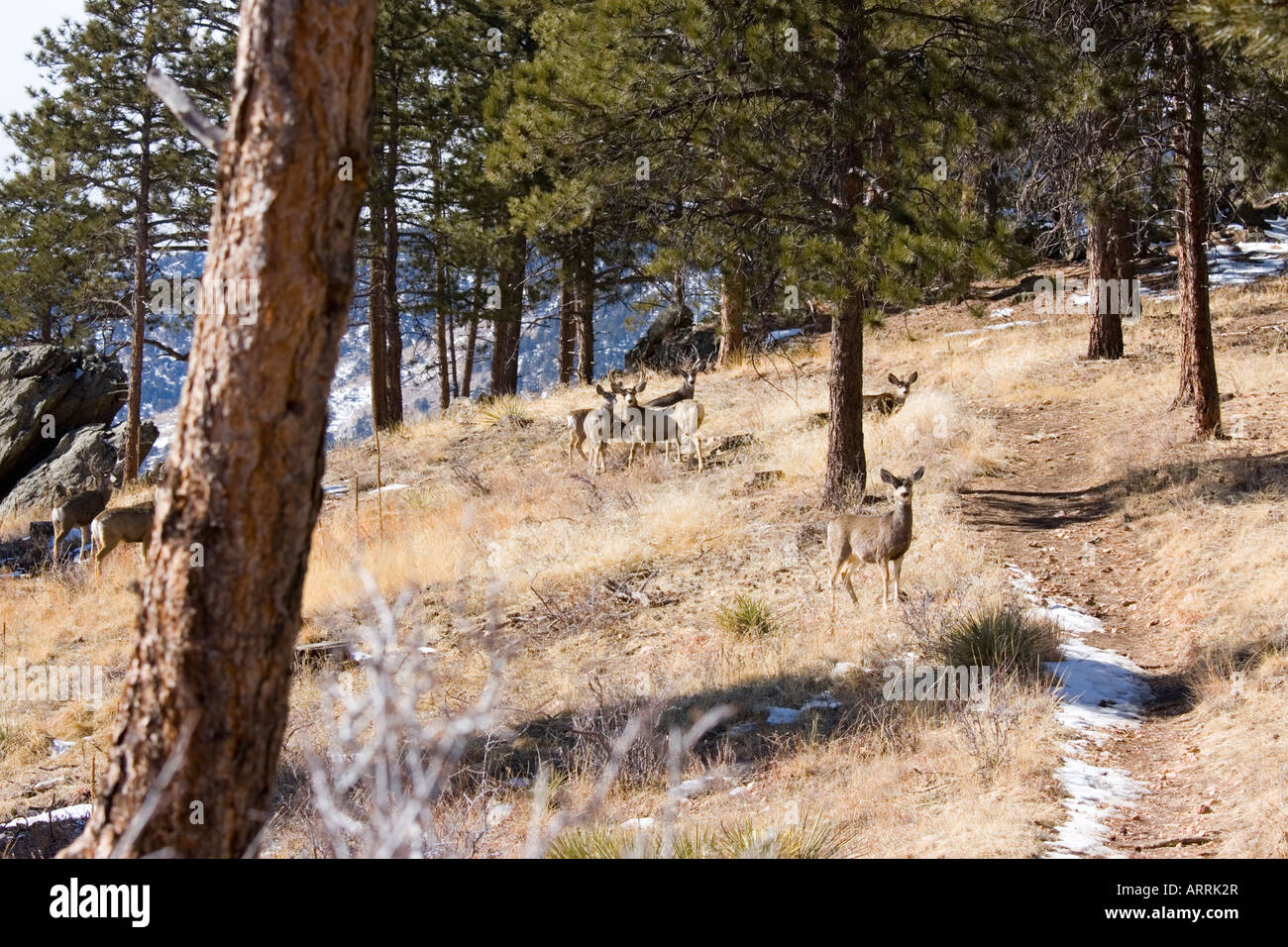 Mule deer snow mountains hi-res stock photography and images - Alamy
