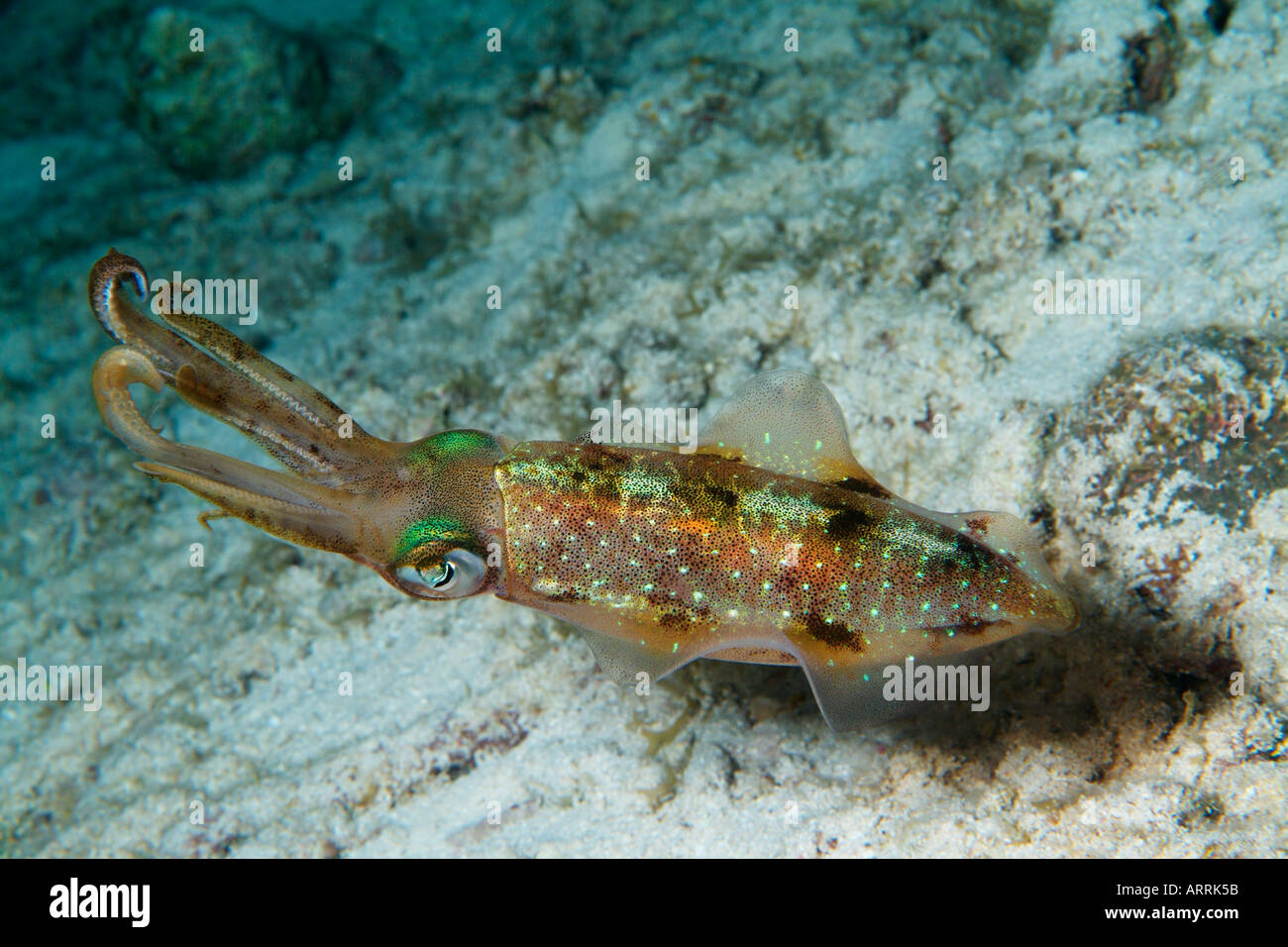 Molluscs caribbean hi-res stock photography and images - Alamy