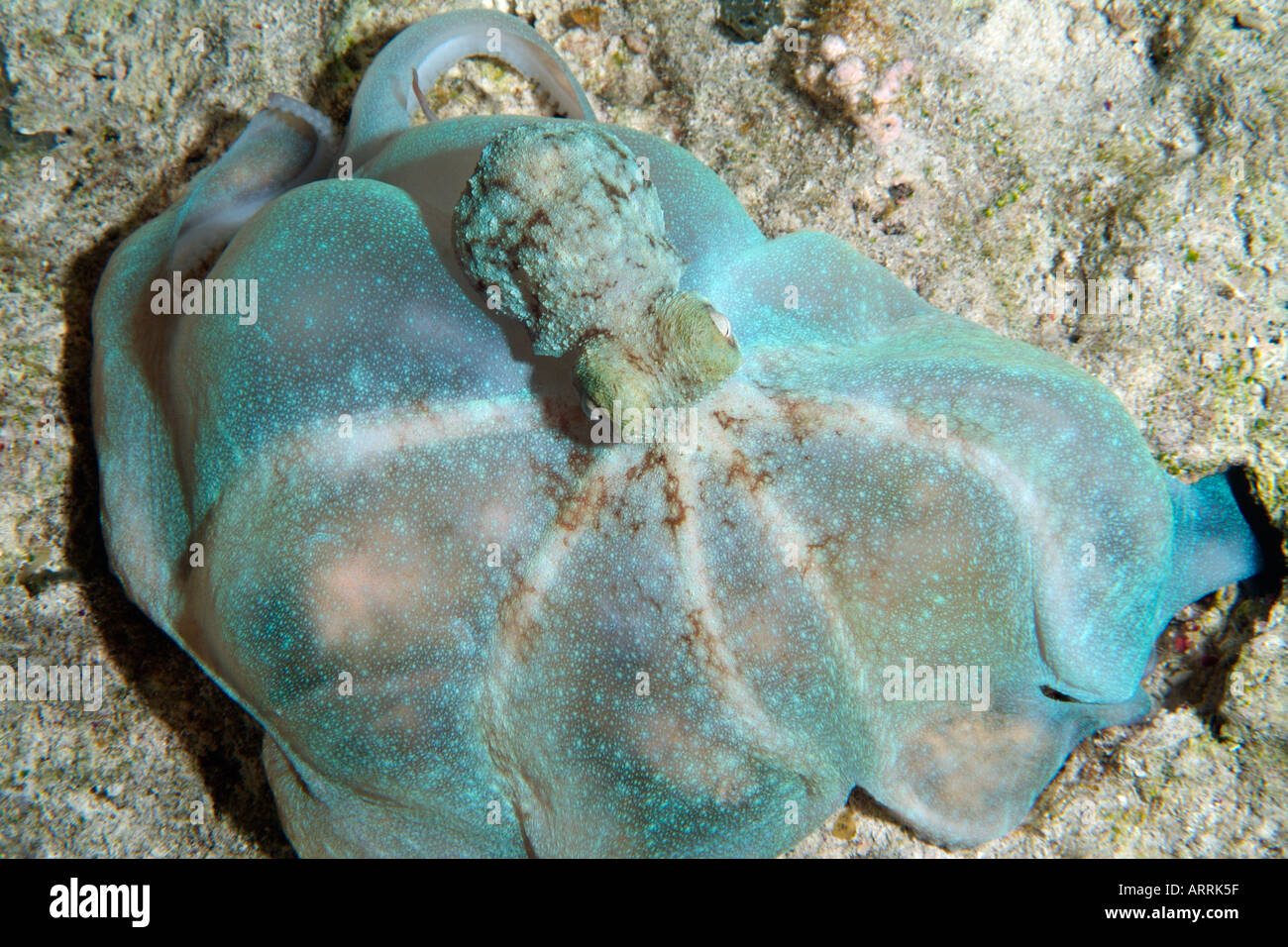 Belize caribbean reef octopus hi-res stock photography and images - Alamy