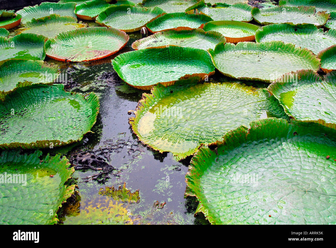 Victoria amazonia flower hi-res stock photography and images - Alamy