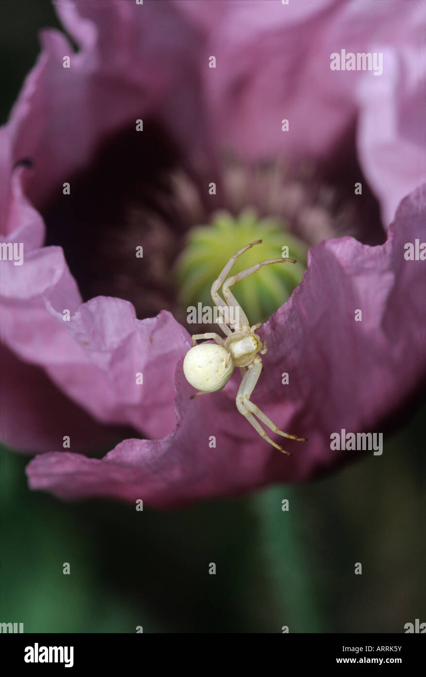 Crab Spider (Misumena vatia) on Poppy Stock Photo - Alamy