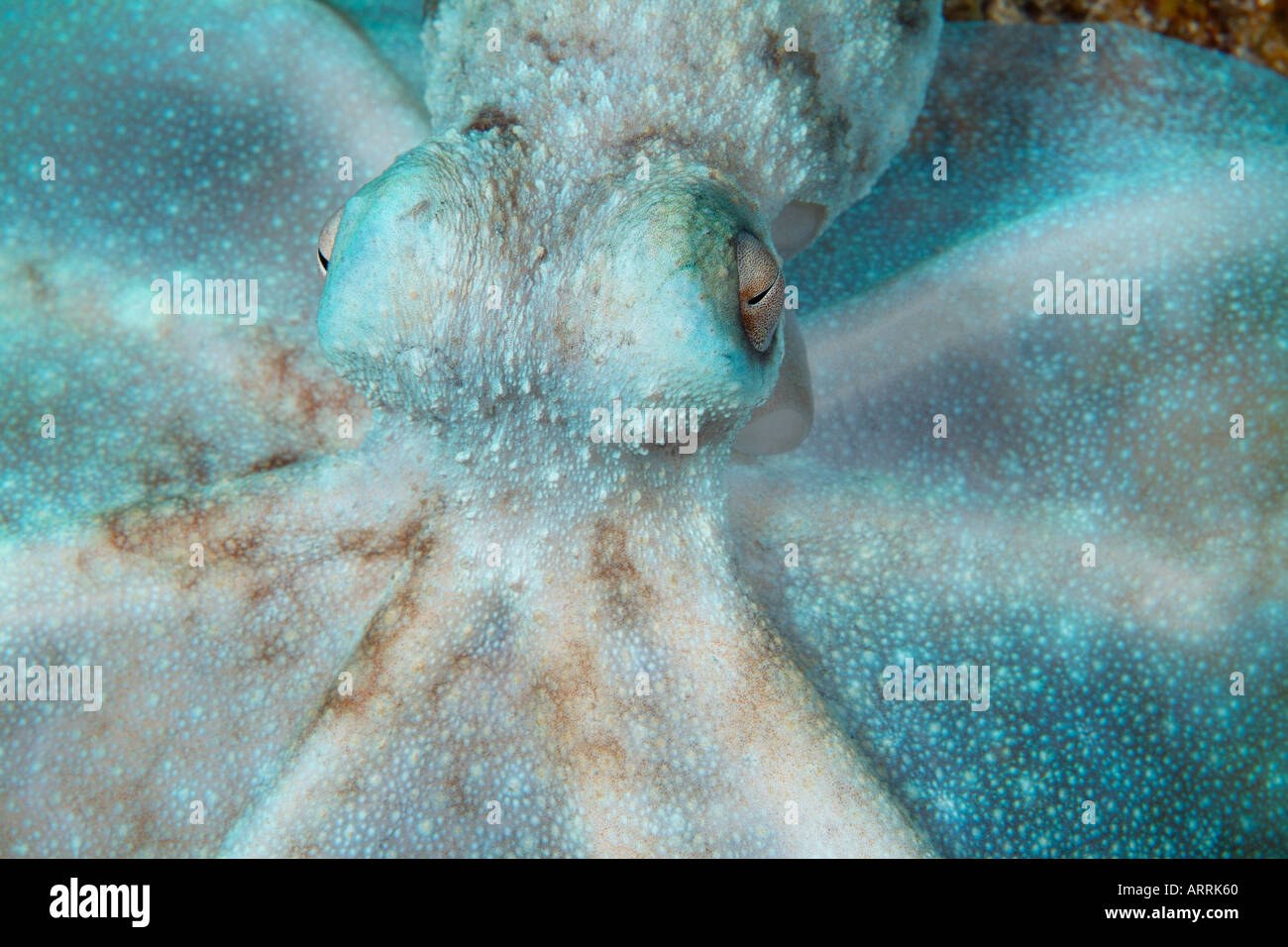 nr0399D. Caribbean Reef Octopus, Octopus briareus. hunting at night ...