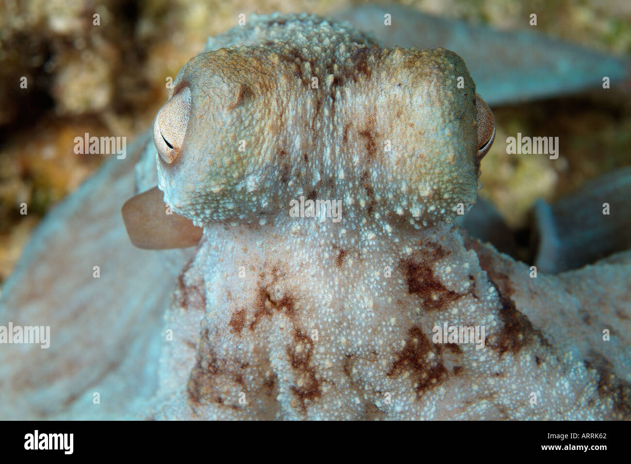 Octopus eyeballs hi-res stock photography and images - Alamy