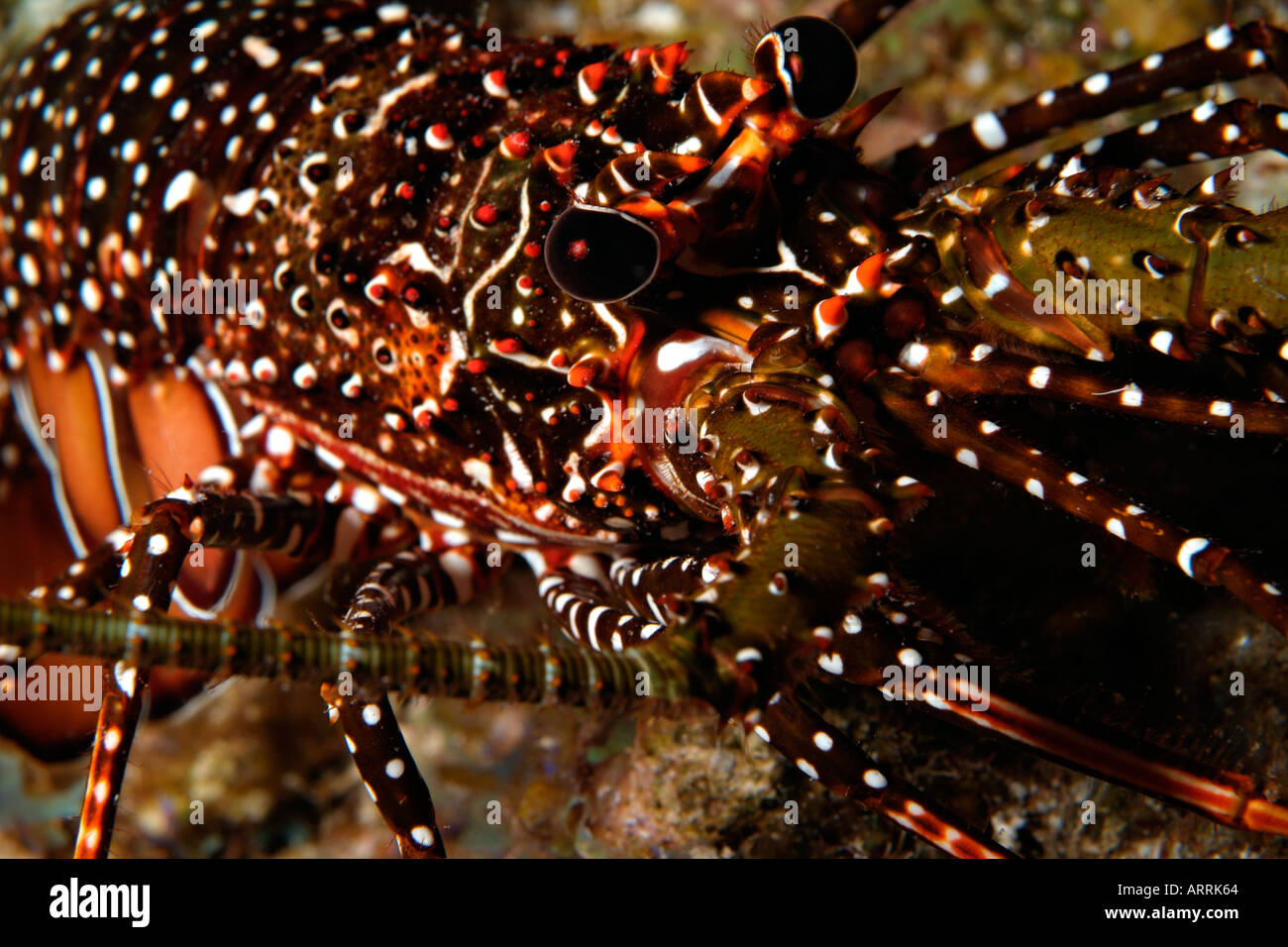 nr0406D. Spotted Spiny Lobster, Panulirus guttatus. Belize Caribbean ...