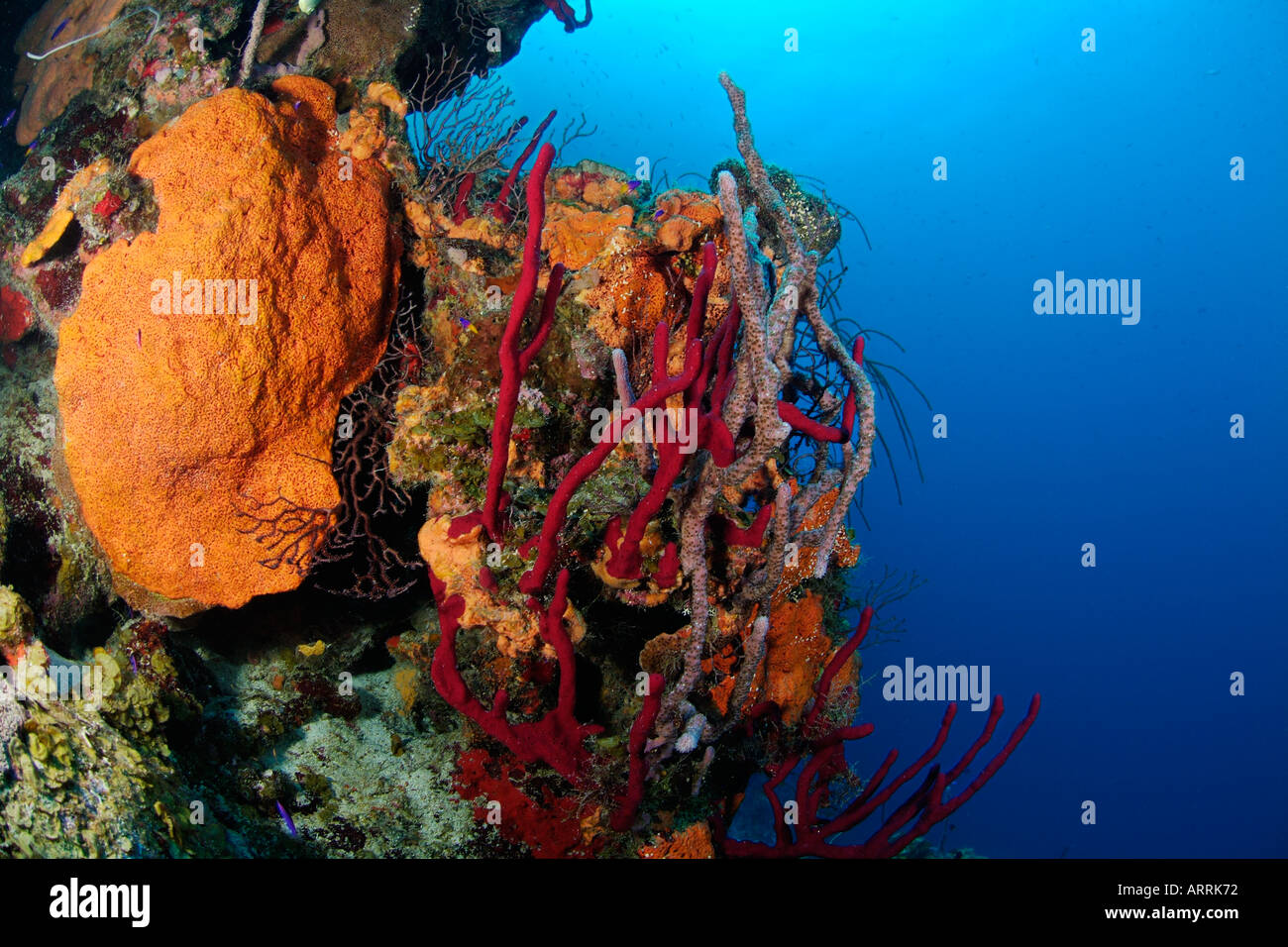 nr0461D. rich sponge growth, various species, on coral reef. Belize ...
