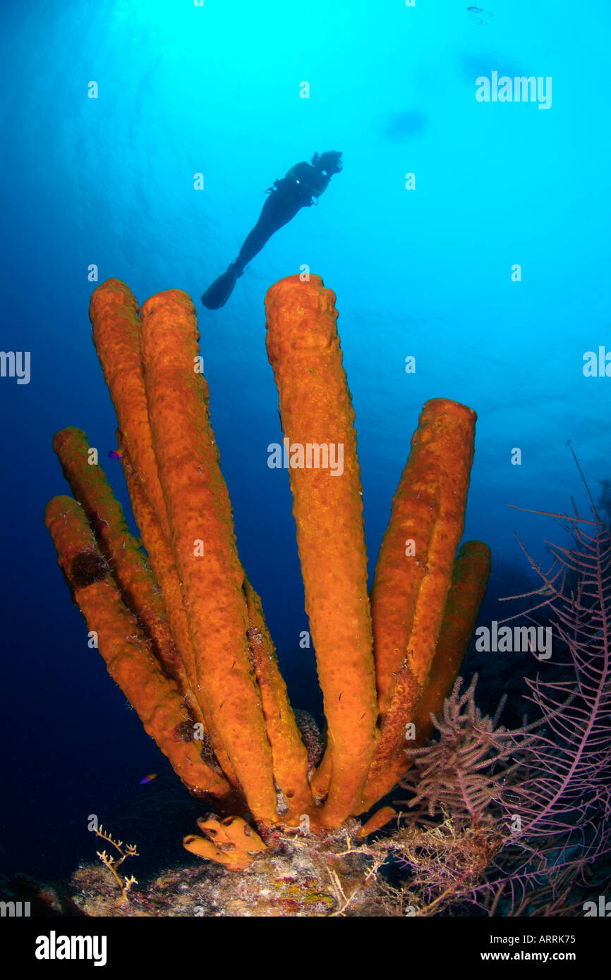 nr0516D. Yellow Tube Sponge, Aplysina fistularis. Scuba diver, Model ...