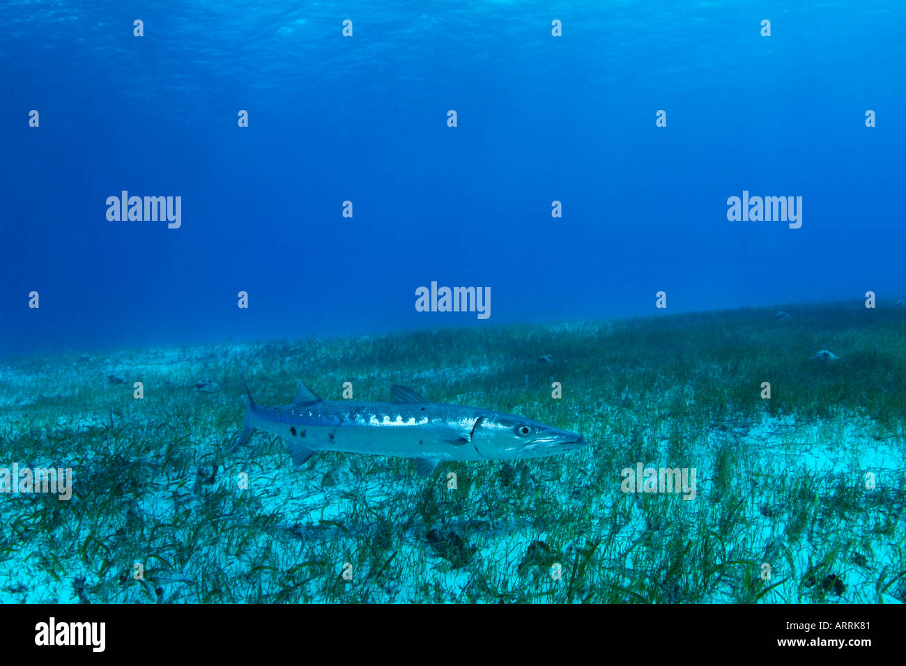 Barracuda grass hi-res stock photography and images - Alamy