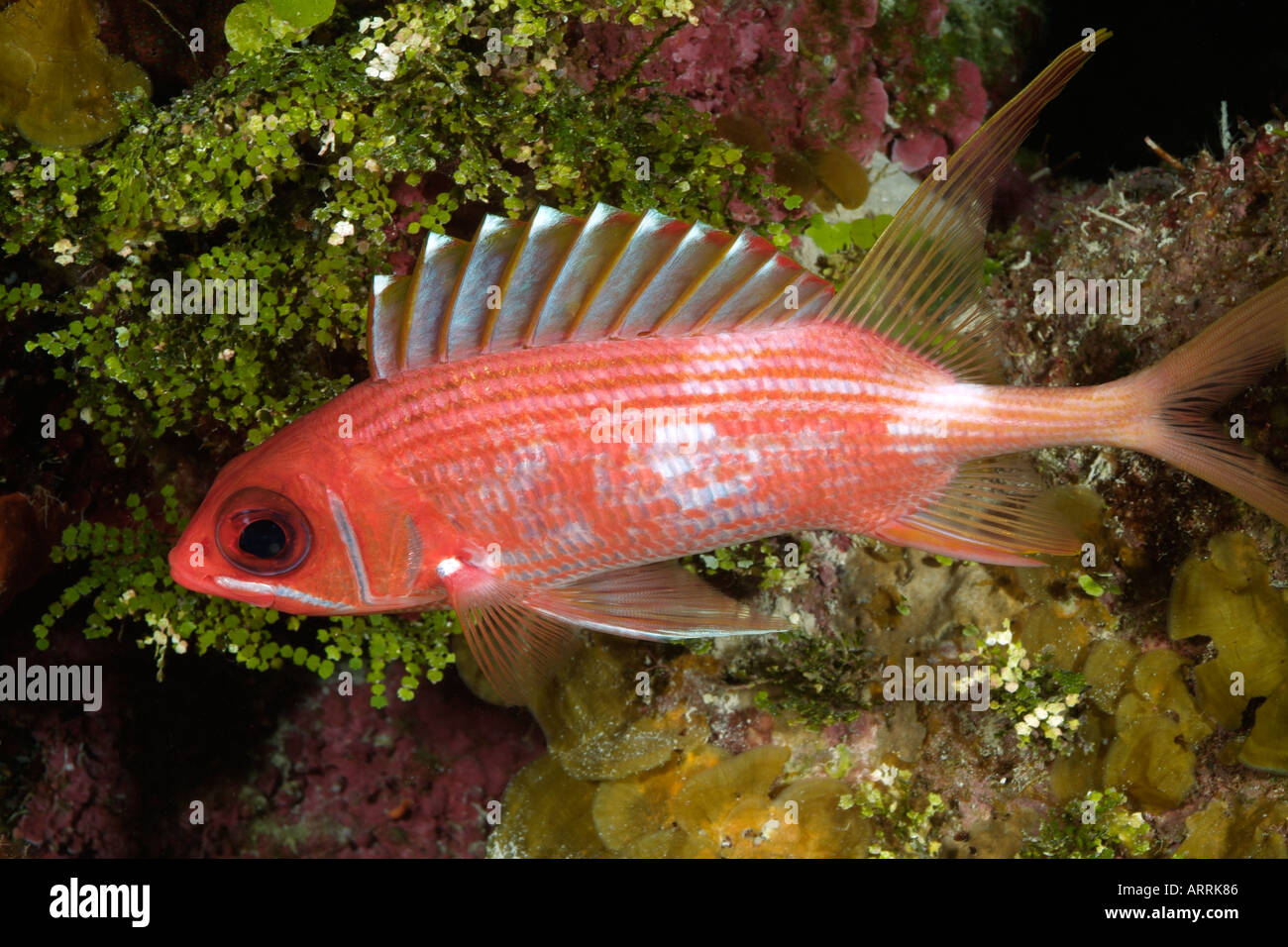 Longspine Squirrelfish