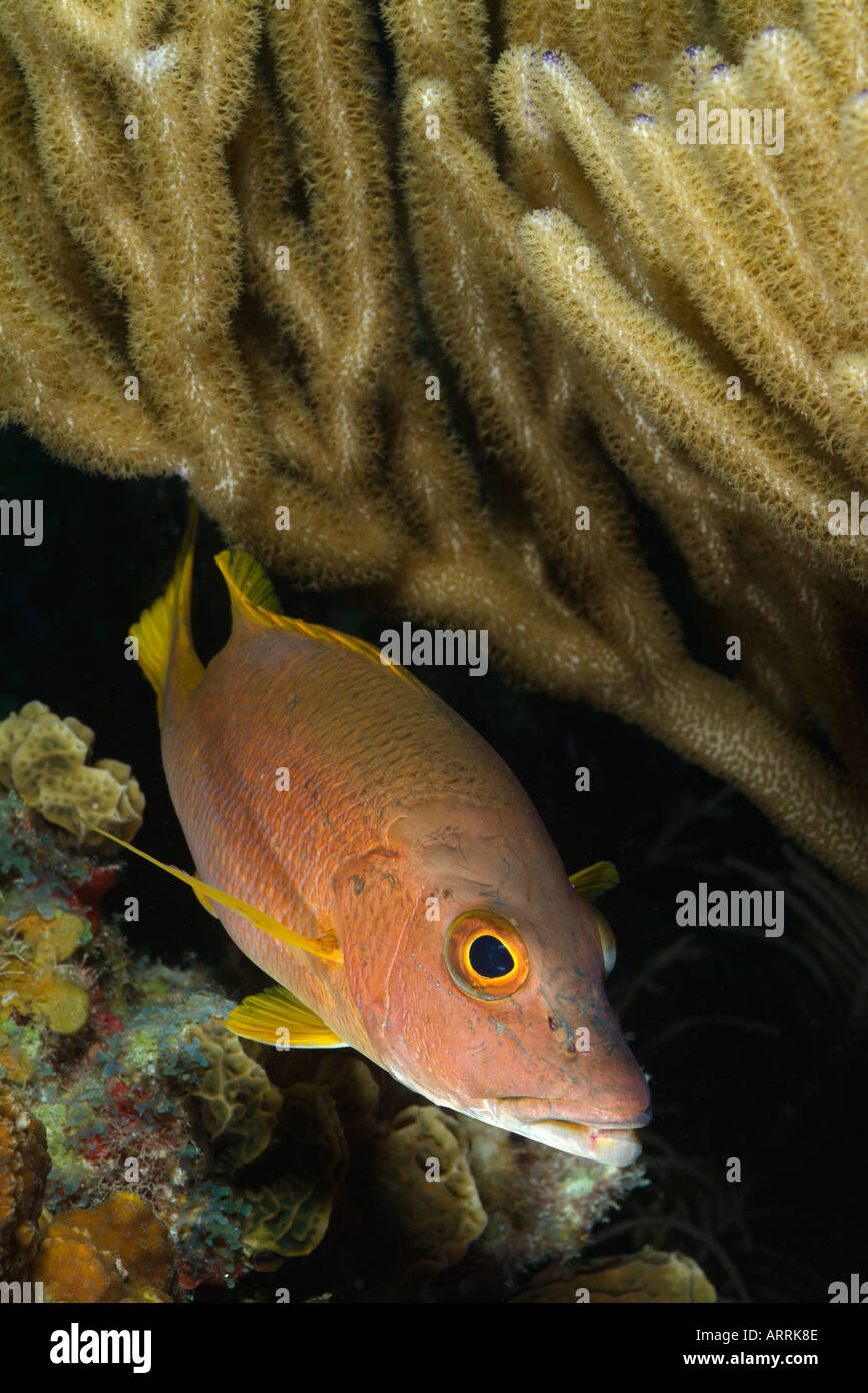 nr0624D. Schoolmaster snapper, Lutjanus apodus. Belize Caribbean Sea ...