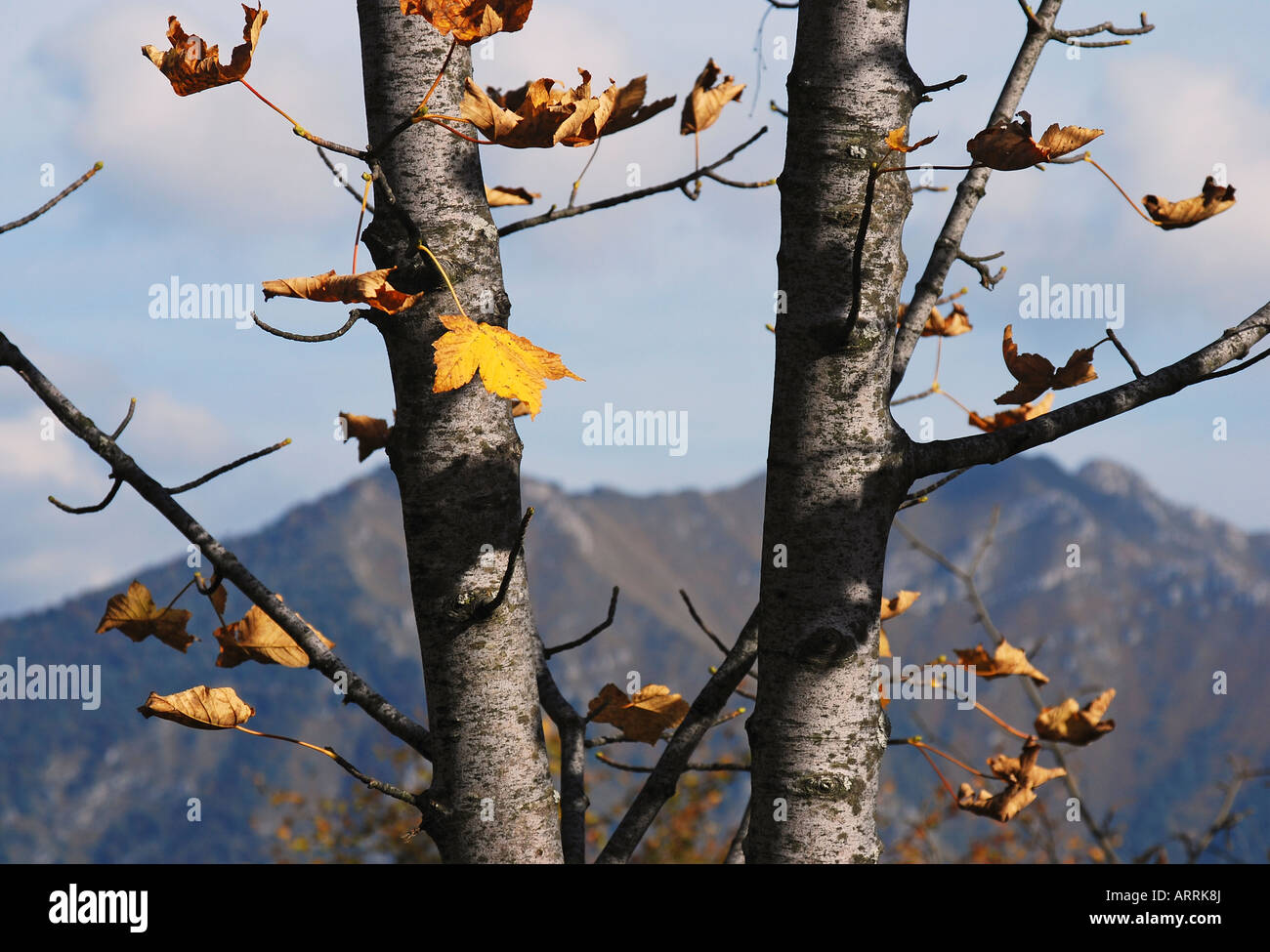 Double trunk hi-res stock photography and images - Alamy