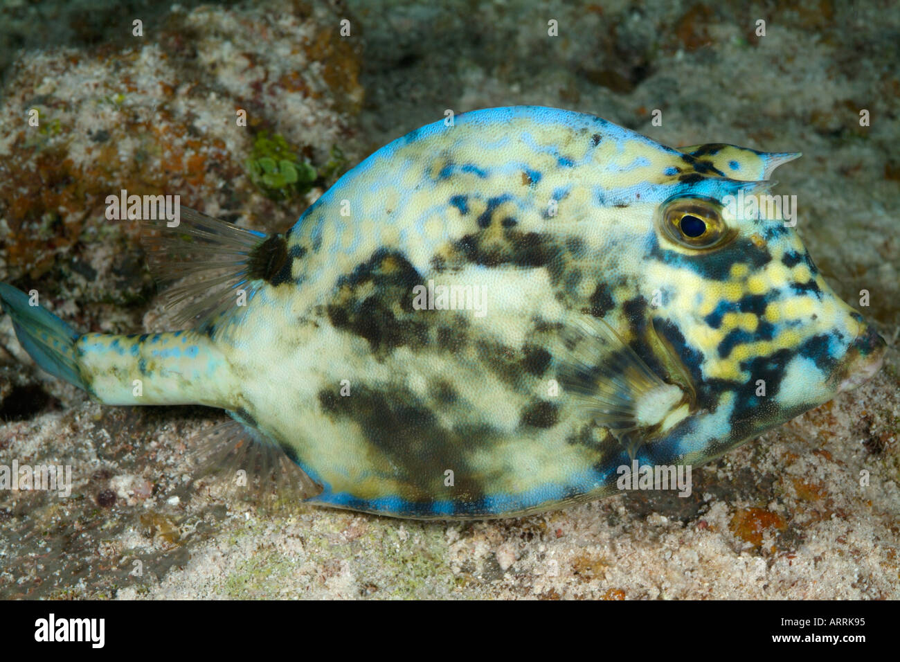 Quadricornis hi-res stock photography and images - Alamy