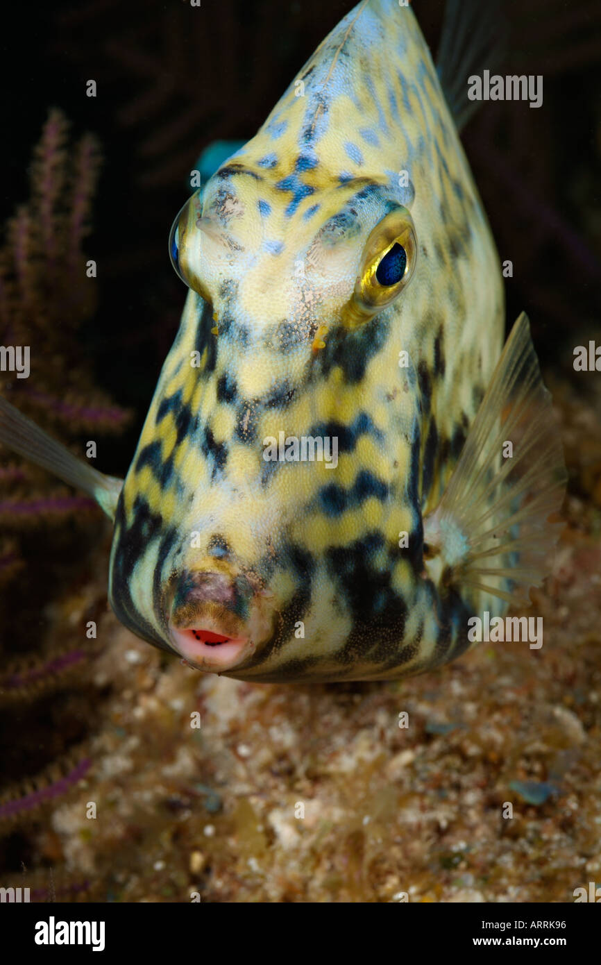 nr0651D. Scrawled Cowfish, Lactophrys quadricornis. Belize Caribbean ...