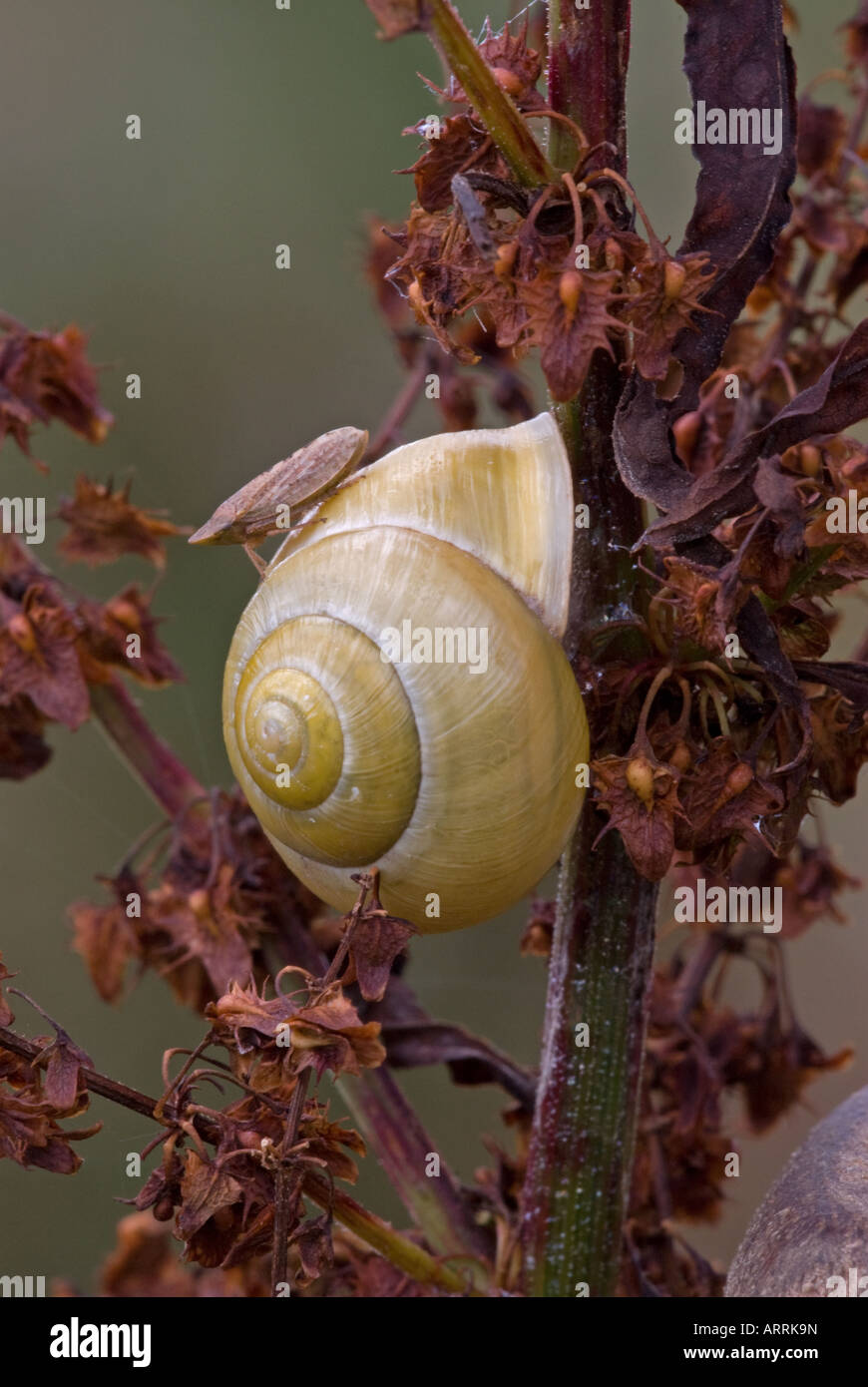 White-lipped Snail (Cepaea hortensis) on dock seed head Stock Photo - Alamy