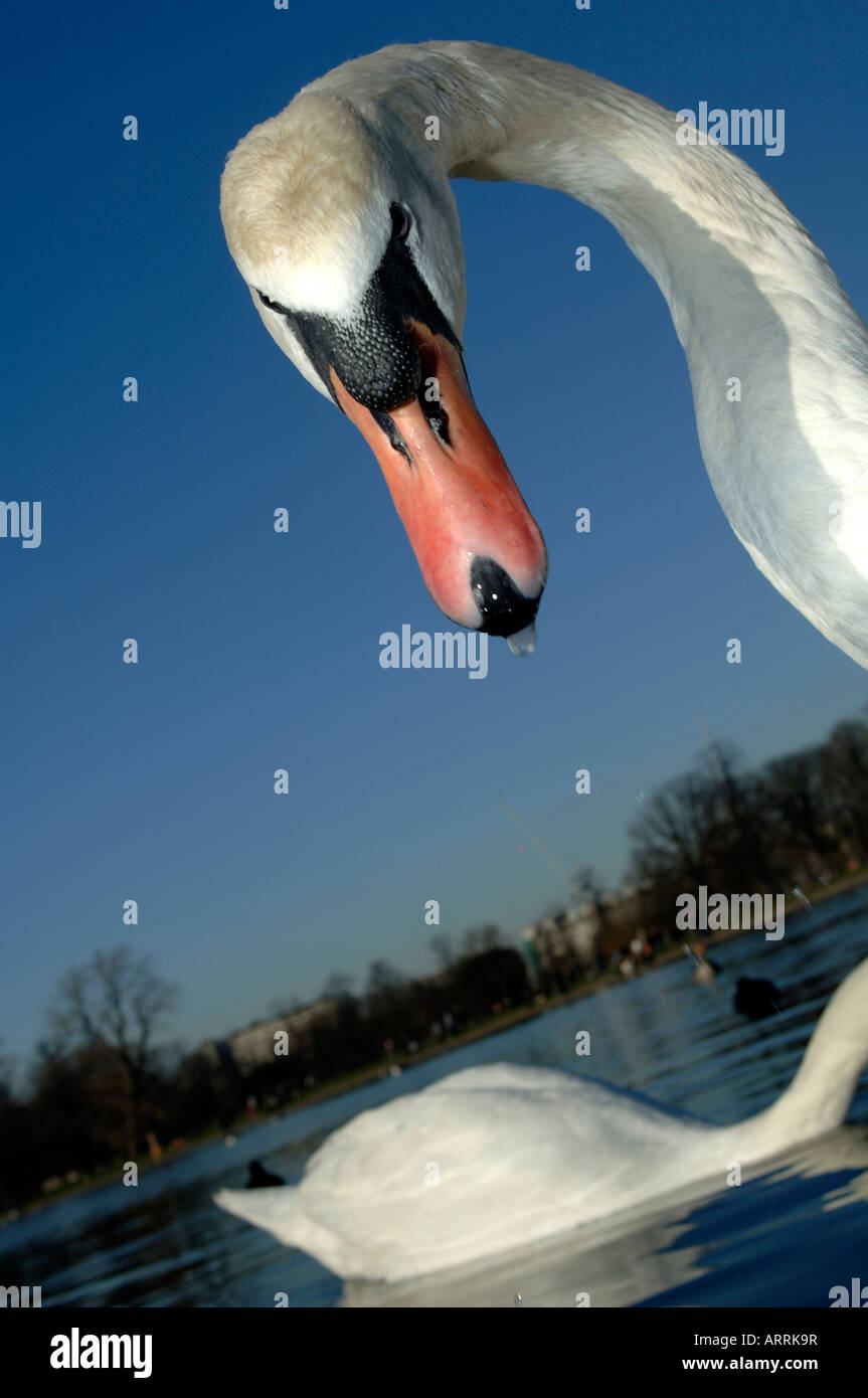 royal swan in Hyde Park London Stock Photo - Alamy
