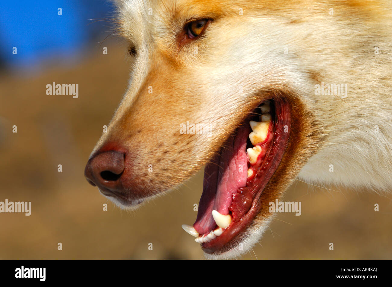 Teeth denture snout Greenland Dog sledge dog sled dog Stock Photo - Alamy