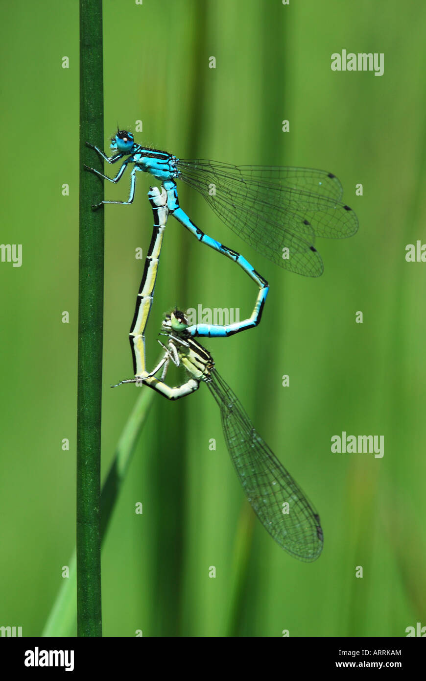 Southern Damselflies (Coenagrion mercuriale Stock Photo - Alamy