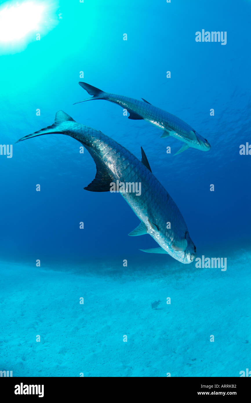 nr0822D. Tarpon, Megalops atlanticus. Belize Caribbean Sea. Photo ...