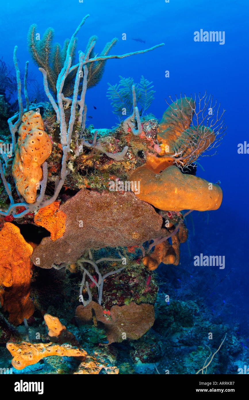 Reef edge hi-res stock photography and images - Alamy