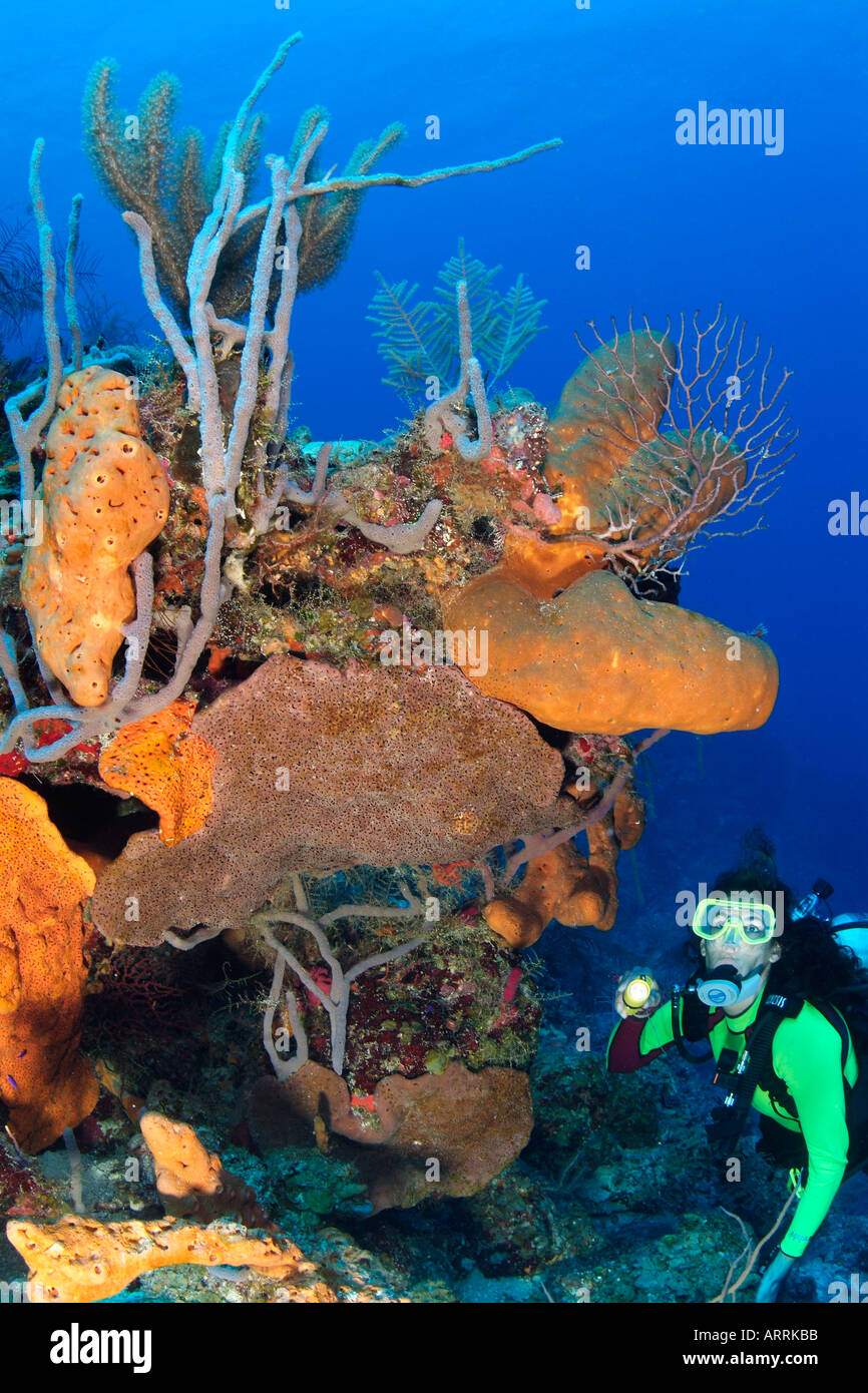 nr0849D. scuba diver, Model Released, and rich sponge growth. Belize ...