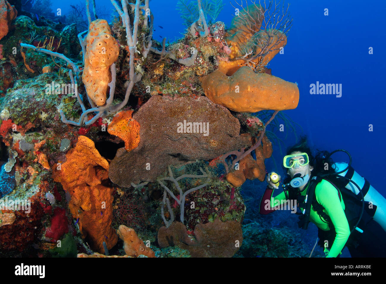 nr0853D. scuba diver, Model Released, and rich sponge growth. Belize ...