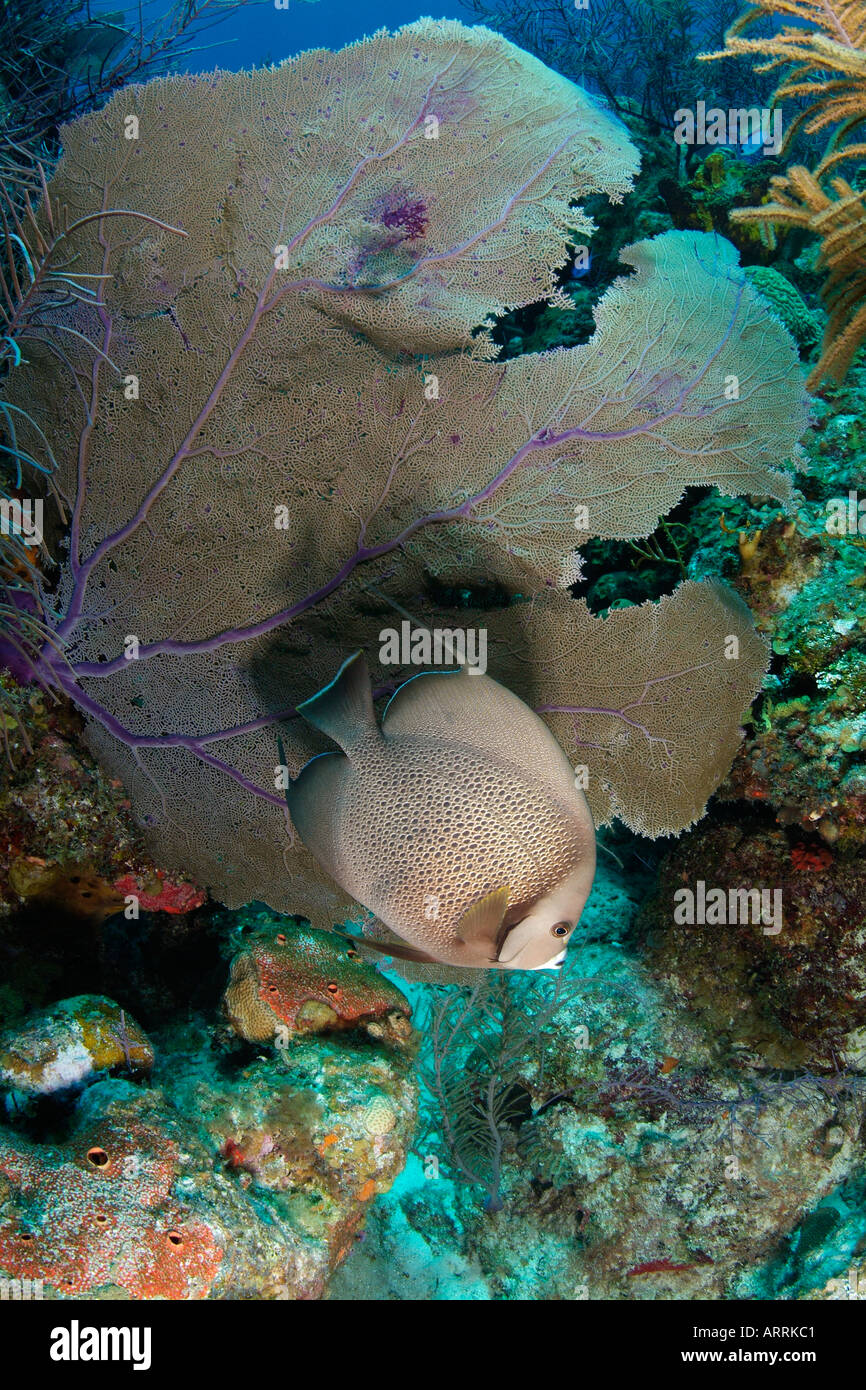 nr0875D. Gray Angelfish, Pomacanthus arcuatus, in front of sea fan ...