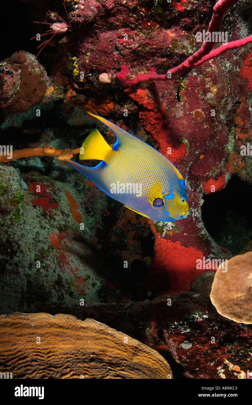 Angel fishes hi-res stock photography and images - Alamy