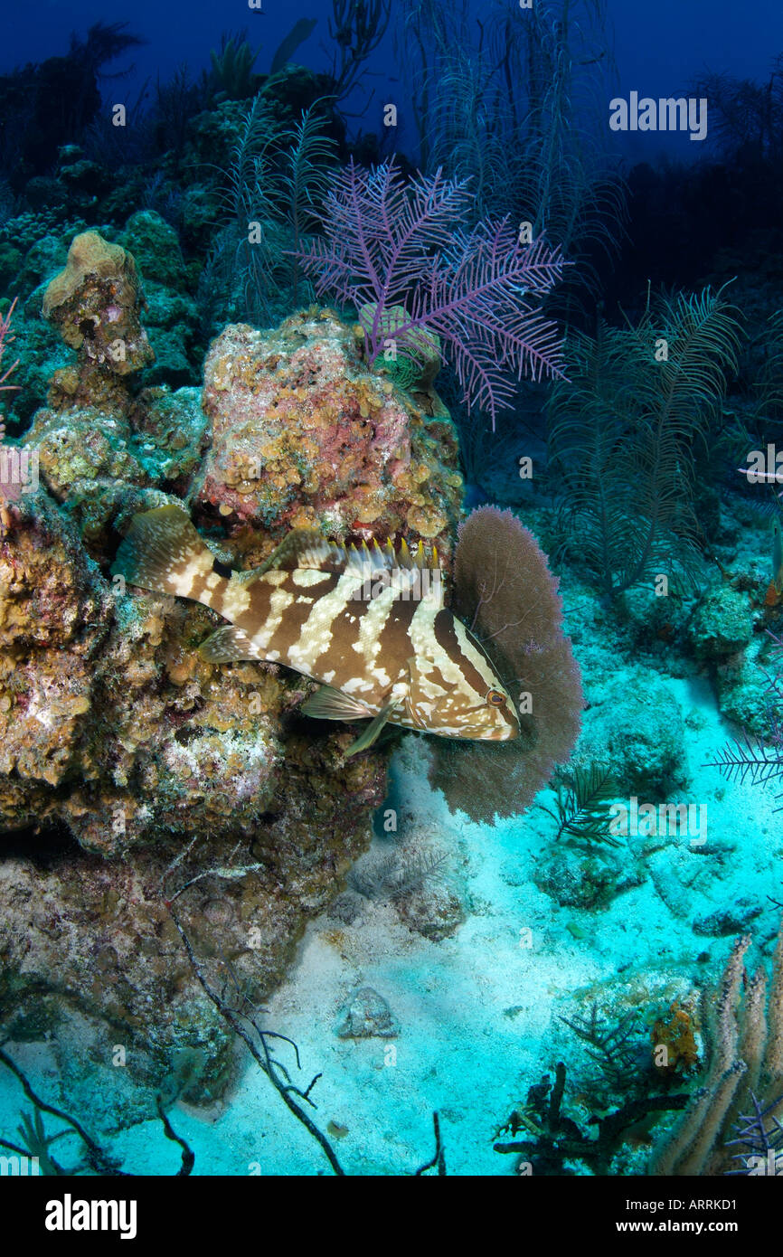 Nassau grouper belize hi-res stock photography and images - Alamy