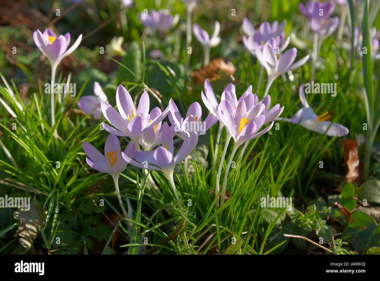 Spring flowering crocus plants in an English garden Stock Photo - Alamy