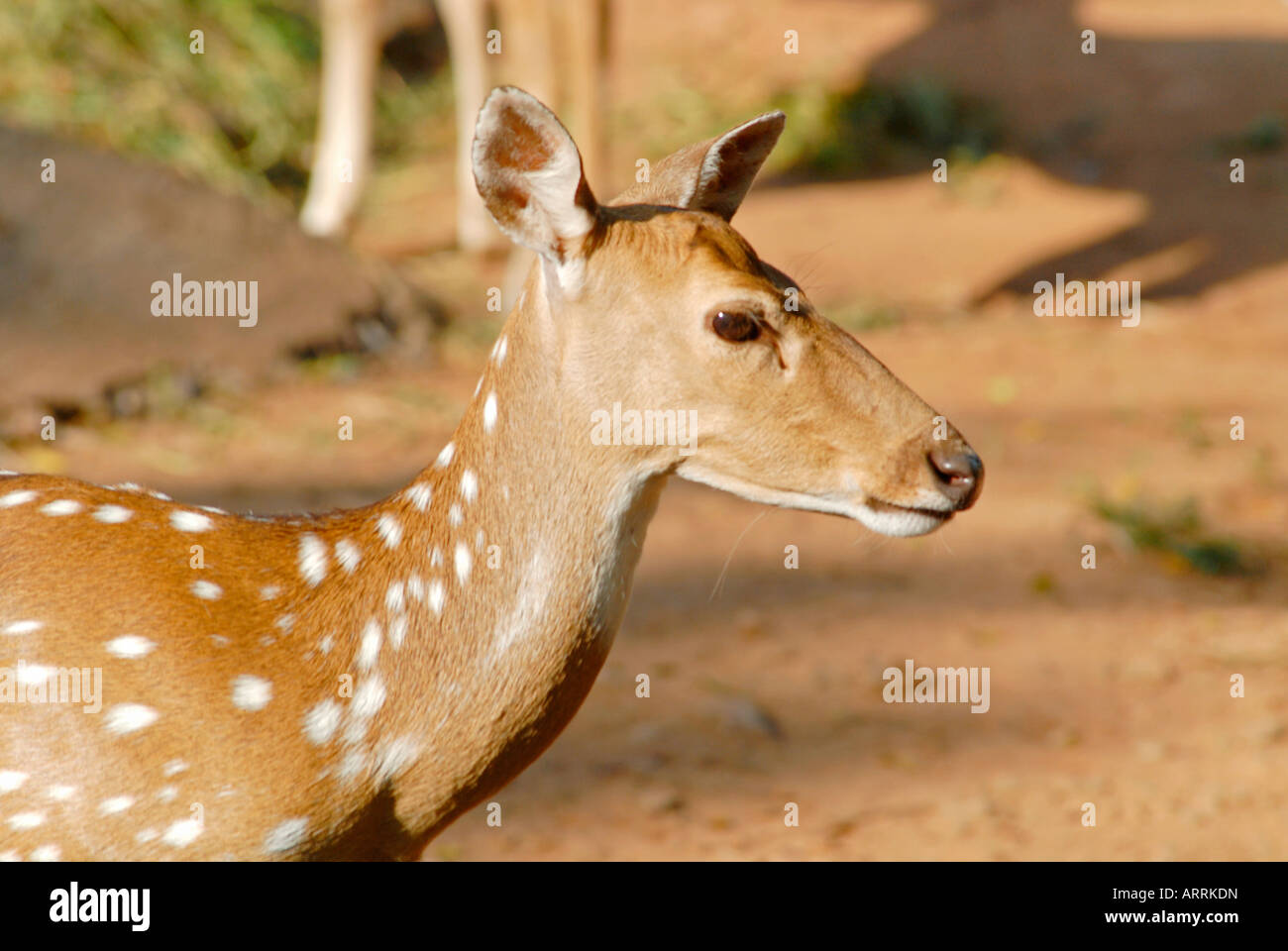 A spotted deer Stock Photo - Alamy
