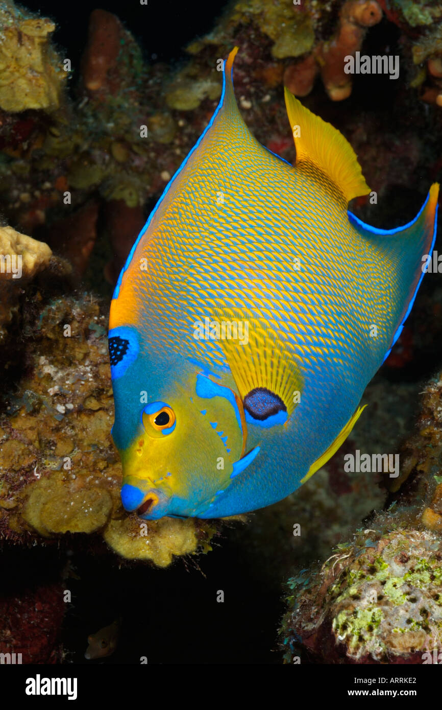 nr1011D. Queen Angelfish, Holacanthus ciliaris. Belize Caribbean Sea ...