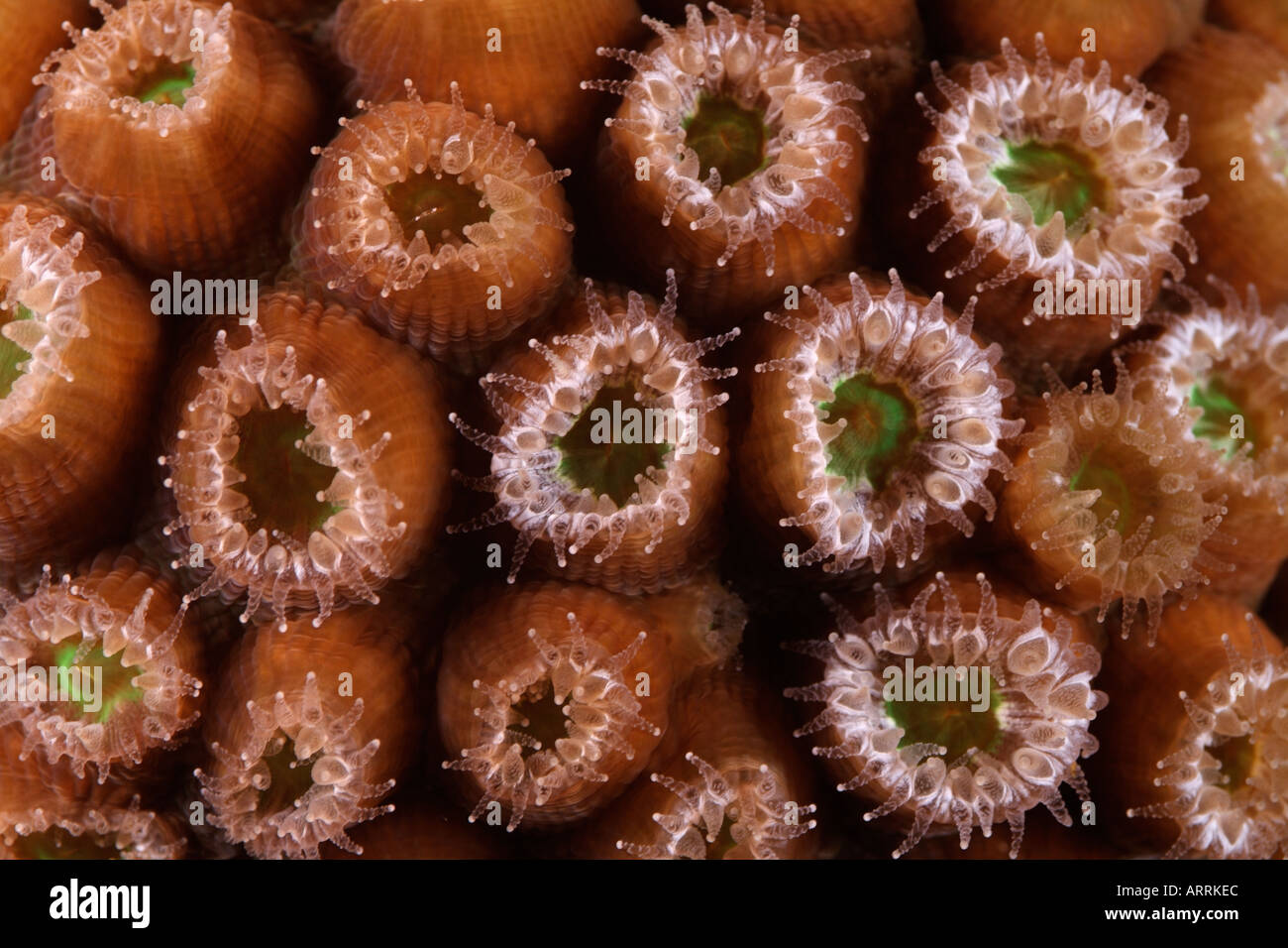 Extended coral polyps hi-res stock photography and images - Alamy