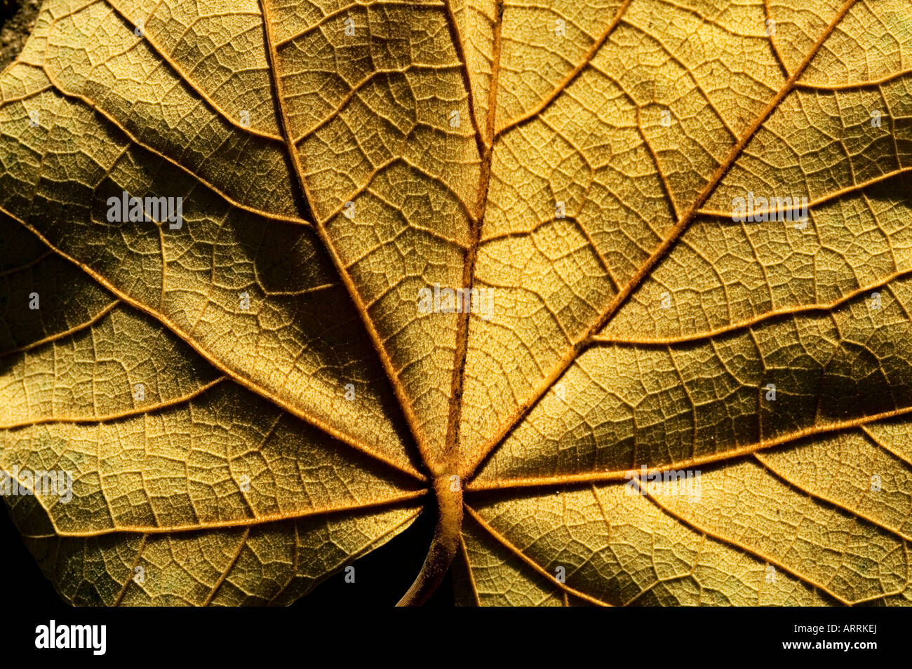 yellow close up of a big leaf showing detail Stock Photo - Alamy