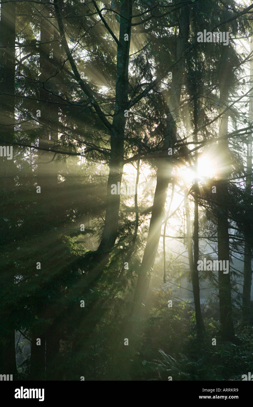 Sunlight in a forest Stock Photo - Alamy