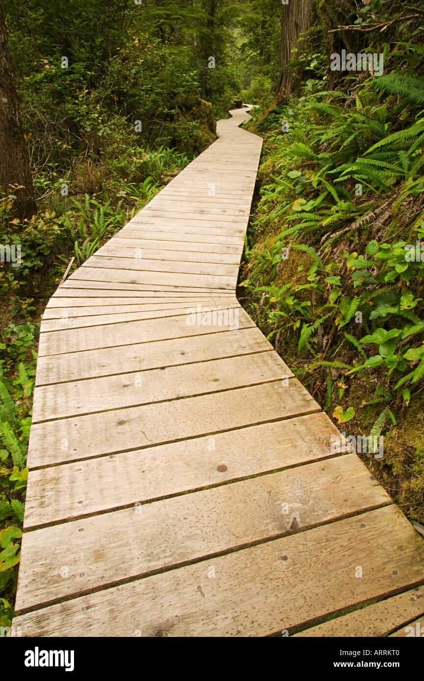 Wooden path through a forest Stock Photo - Alamy