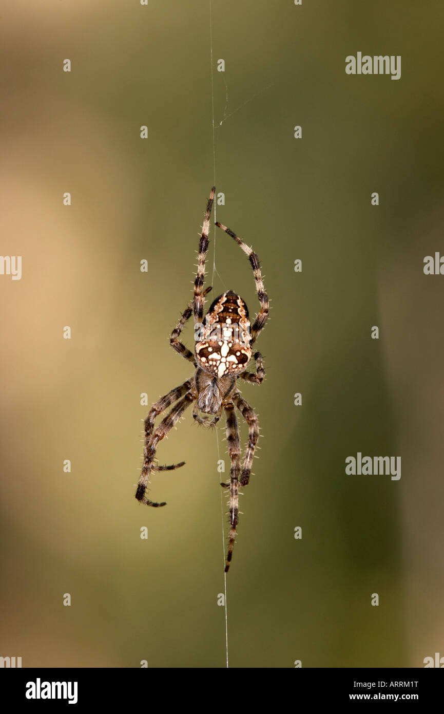 spider on spinning thread Stock Photo - Alamy