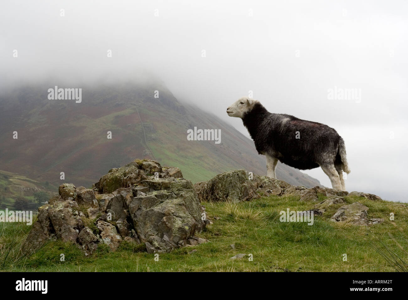 Cumbrian sheep hi-res stock photography and images - Alamy
