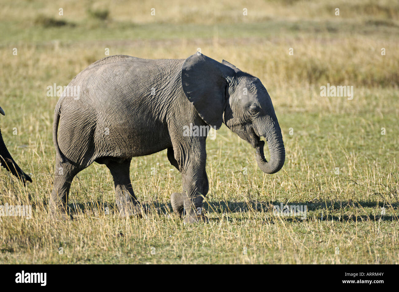 Elephant cubs,a elephant cub at sunset,Masai Mara,Kenya Stock Photo - Alamy