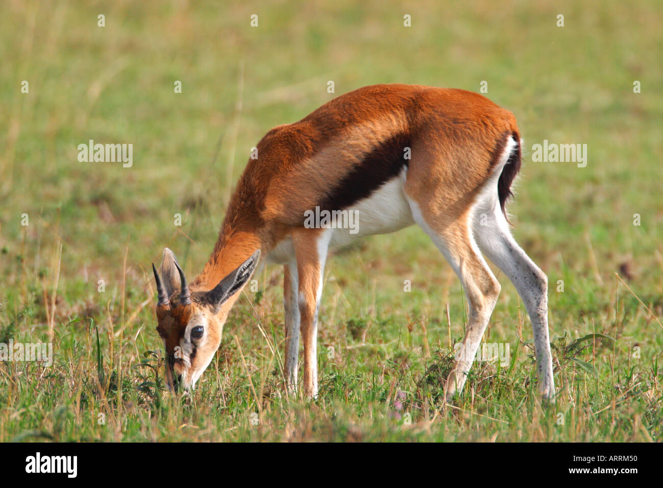 Thomson's Gazelle Gazella thomsonii african antelope grazing on ...