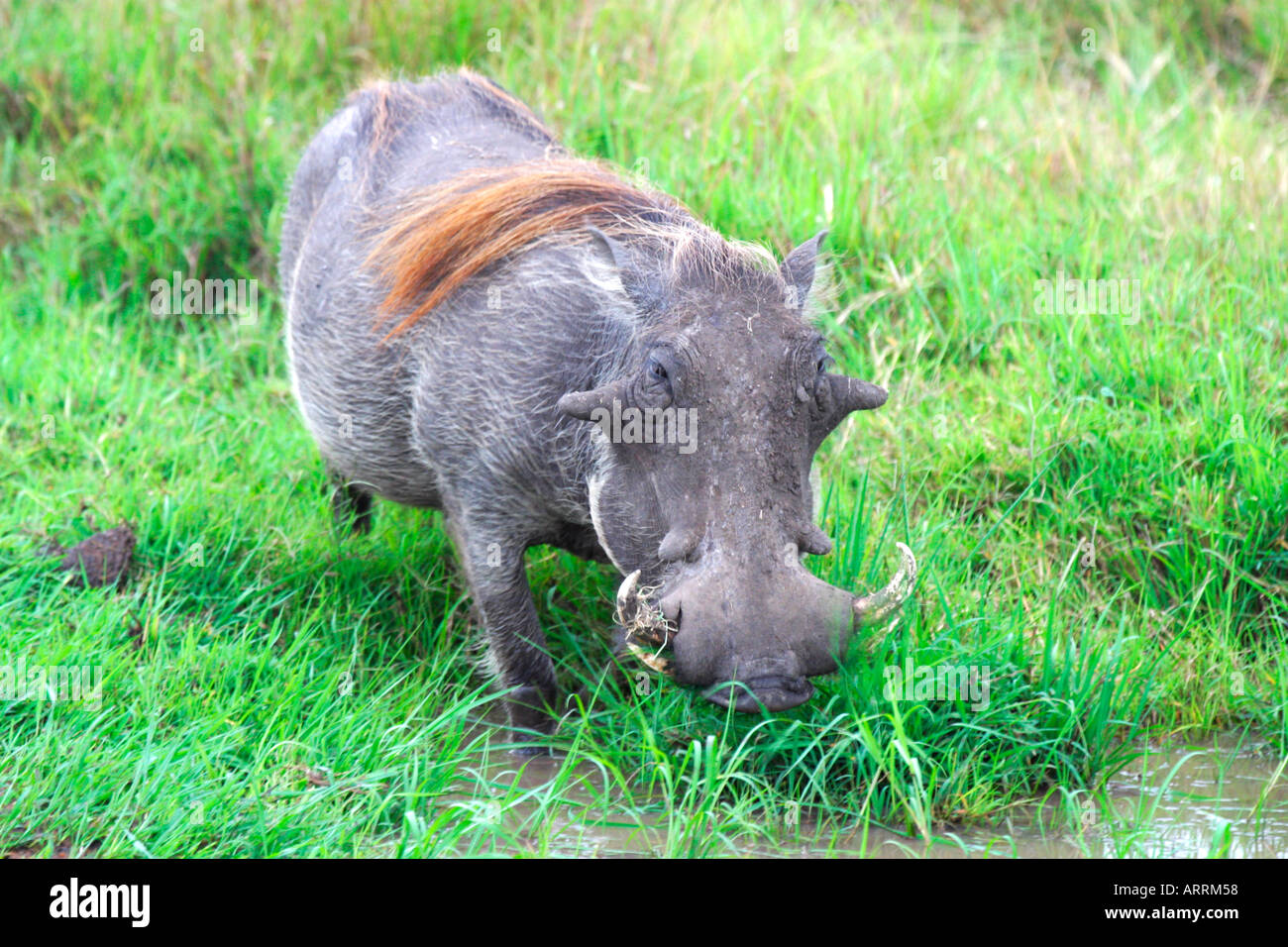 Warthog Phacochoerus Aethiopicus in scrub grassland Masai Mara National ...