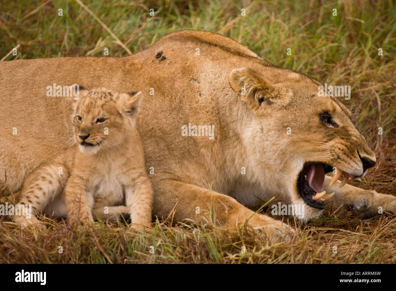 Lion infanticide hi-res stock photography and images - Alamy