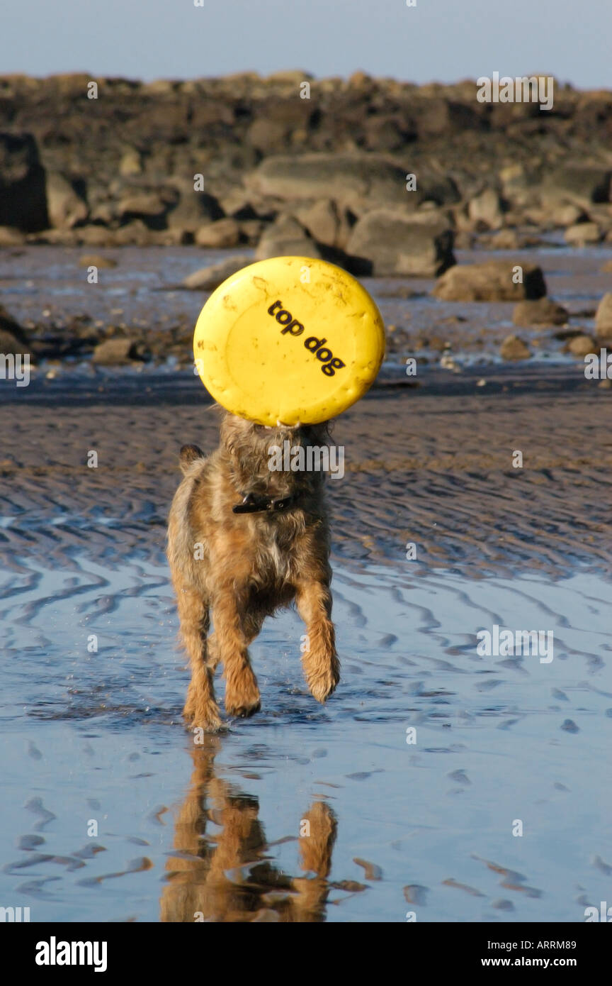 BORDER TERRIER WITH FRISBEE Stock Photo - Alamy