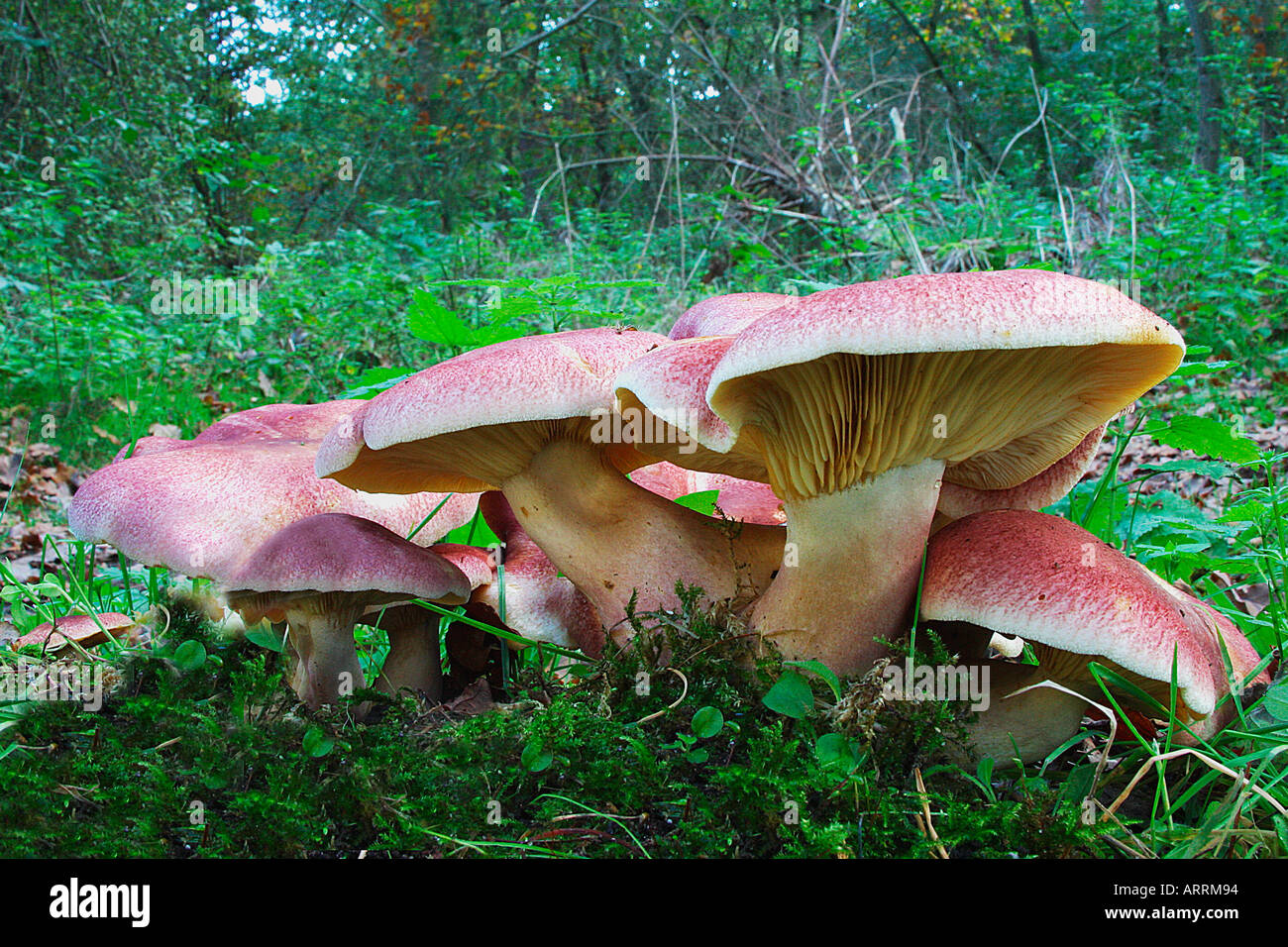 Plums and Custard Tricholomopsis rutilans fungus toadstool in english ...