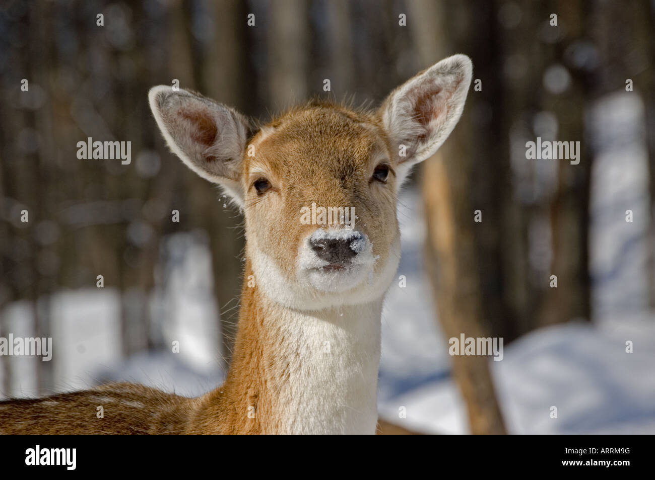 A Fallow Deer Close-up Stock Photo - Alamy