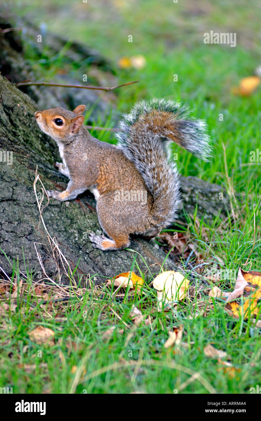 Squirrel burying nuts hi-res stock photography and images - Alamy