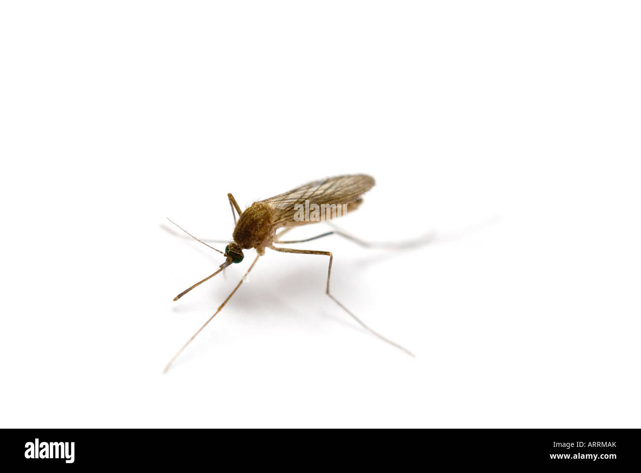 MOSQUITO Culiseta cf annulata Stock Photo - Alamy