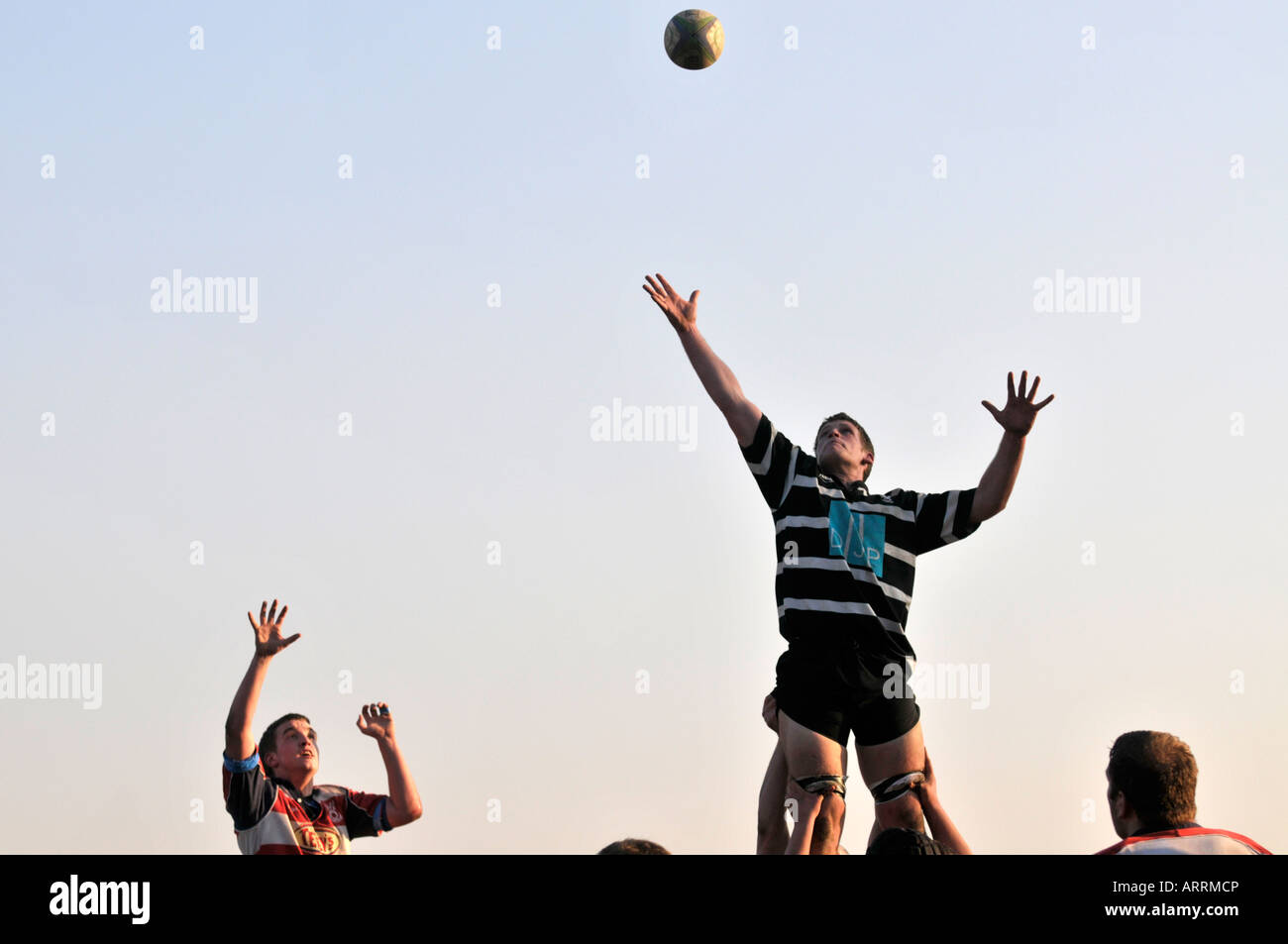 rugby player stretches for the ball at a line-out Stock Photo - Alamy
