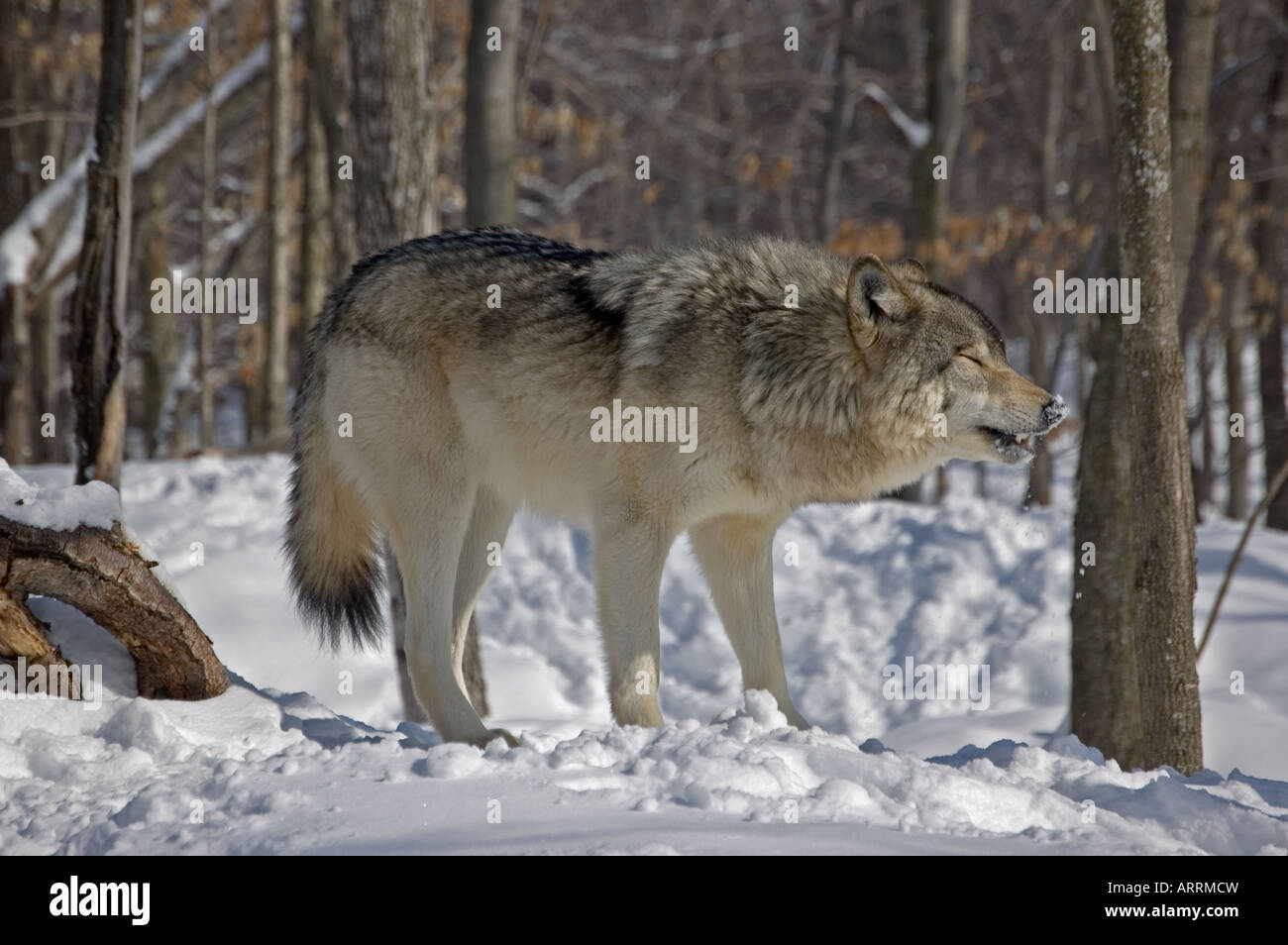 A Timber Wolf Stock Photo - Alamy