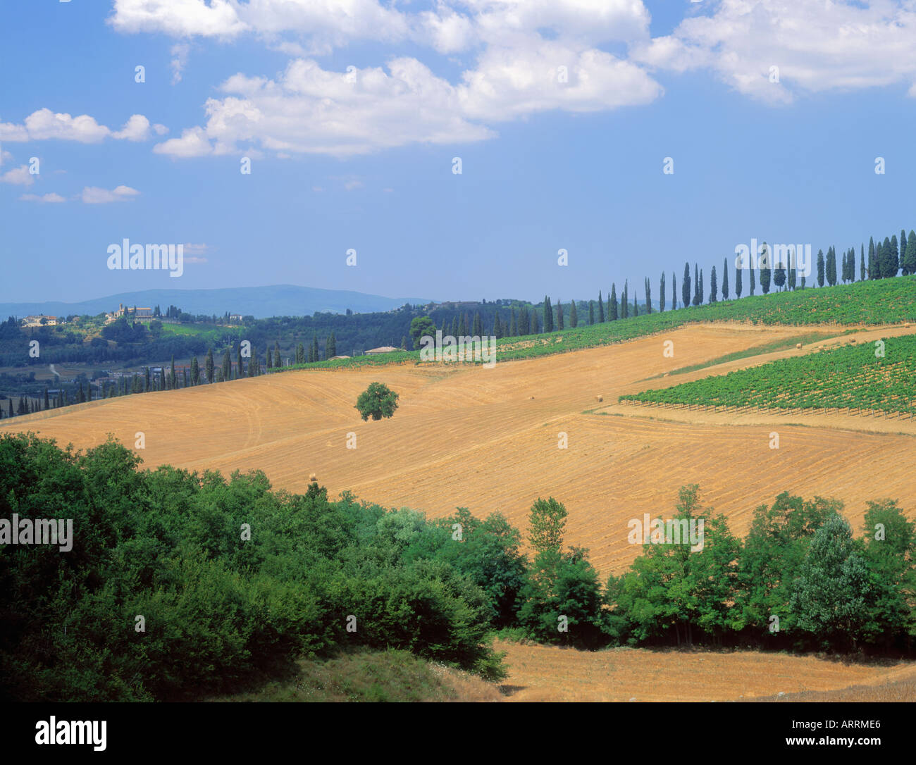 Tuscanian olive tree hi-res stock photography and images - Alamy