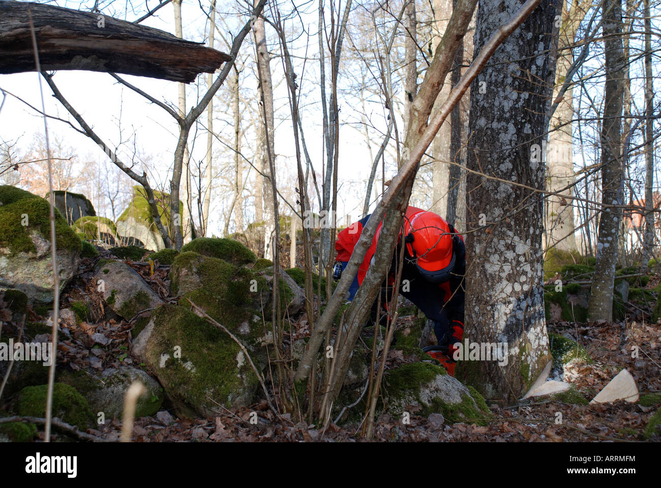 Forestry worker working with a tree Stock Photo - Alamy
