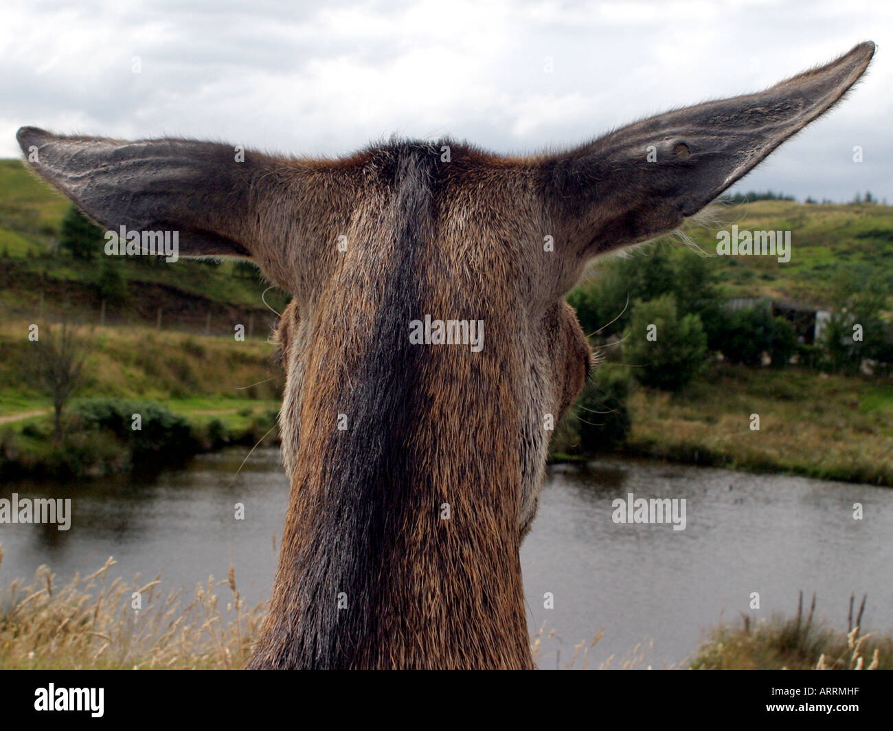The back view of a wild deer Stock Photo - Alamy